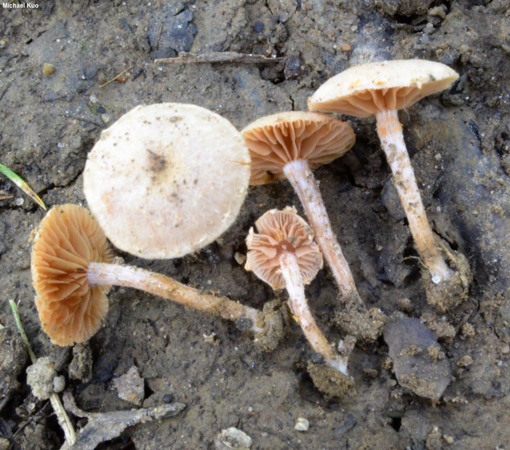 Tubaria Dispersa MushroomExpert Com 
