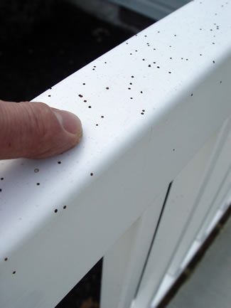 Fruit Fly Poop On Walls