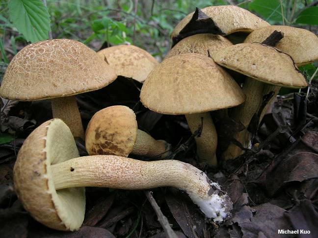 Leccinum rugosiceps - Alchetron, The Free Social Encyclopedia