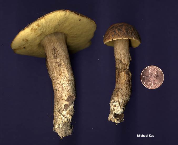 Leccinum rugosiceps - Alchetron, The Free Social Encyclopedia