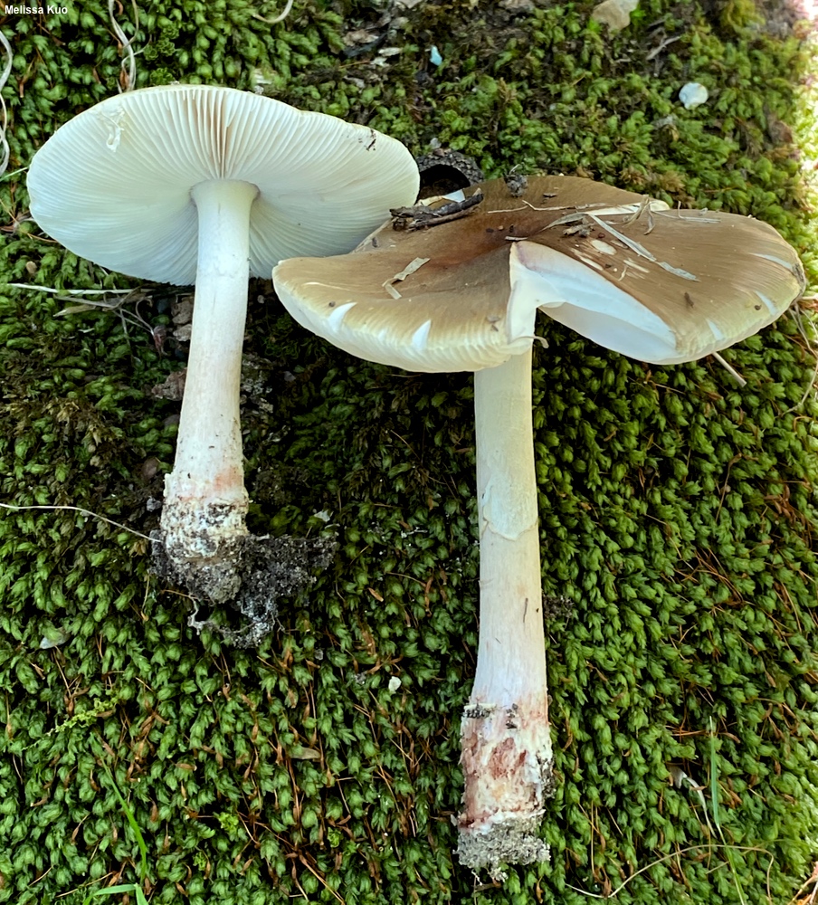 Amanita species 07 (MushroomExpert.Com)