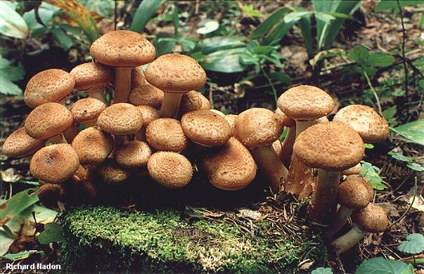 Giant Armillaria Ostoyae