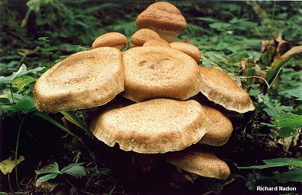 Armillaria Ostoyae Edible