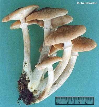 Armillaria Solidipes