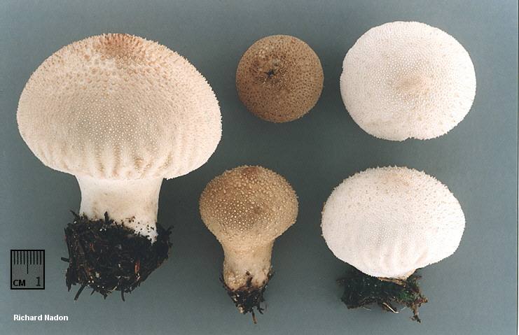Lycoperdon - Alchetron, The Free Social Encyclopedia