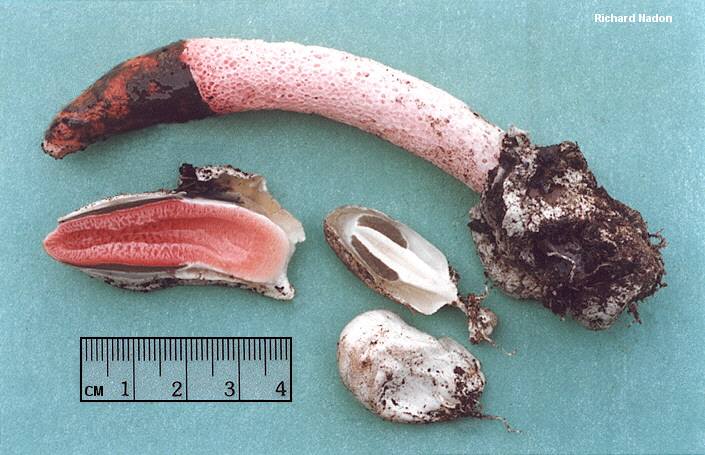 Is this a stinkhorn or reptile egg? : r/mycology