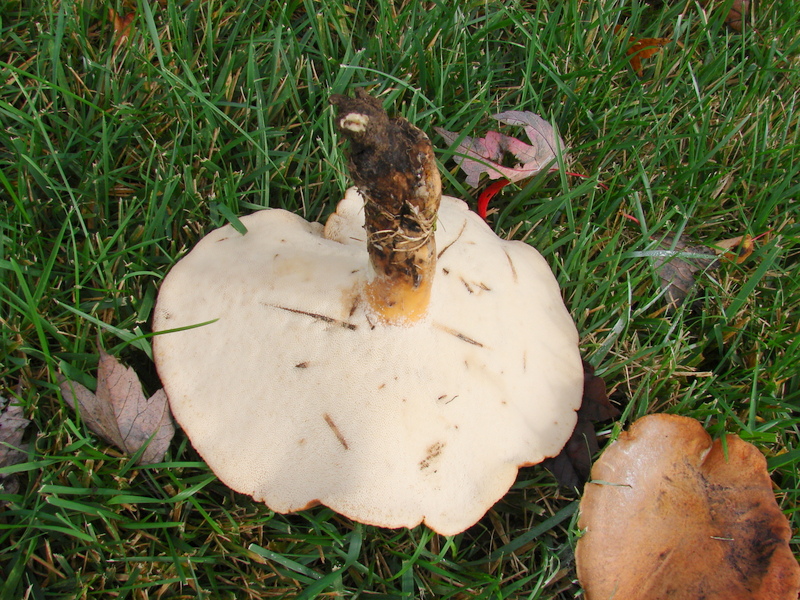 Polyporus radicatus at Indiana Mushrooms
