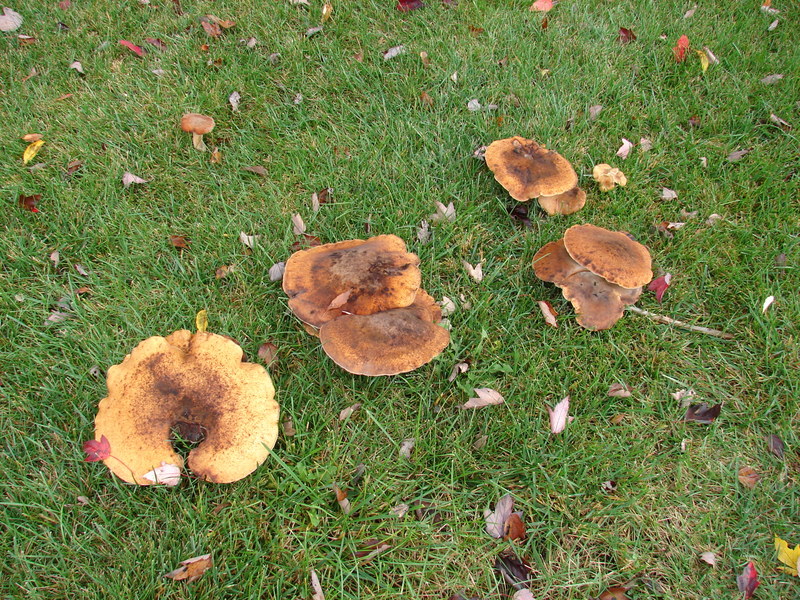 Polyporus radicatus at Indiana Mushrooms
