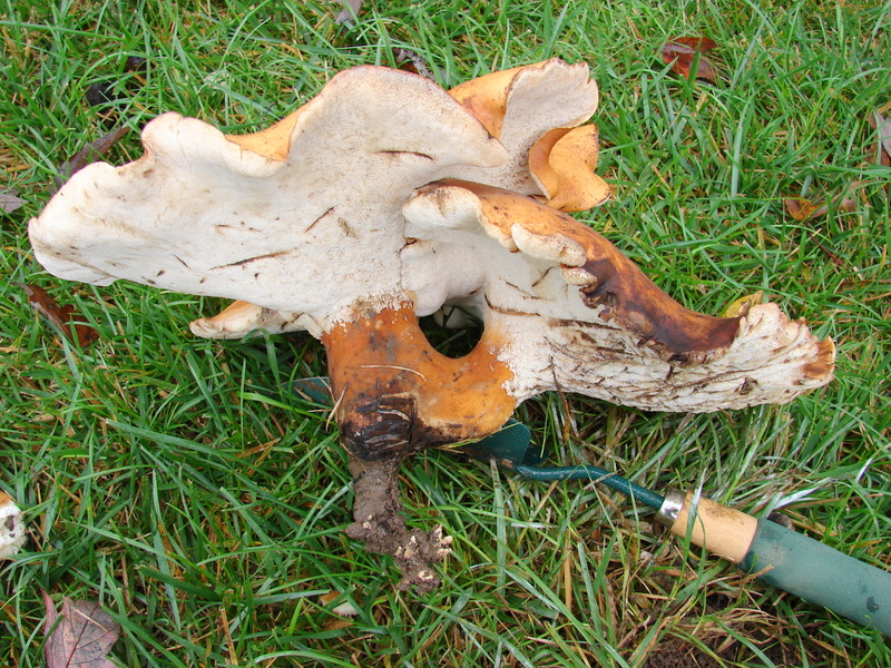 Polyporus radicatus at Indiana Mushrooms