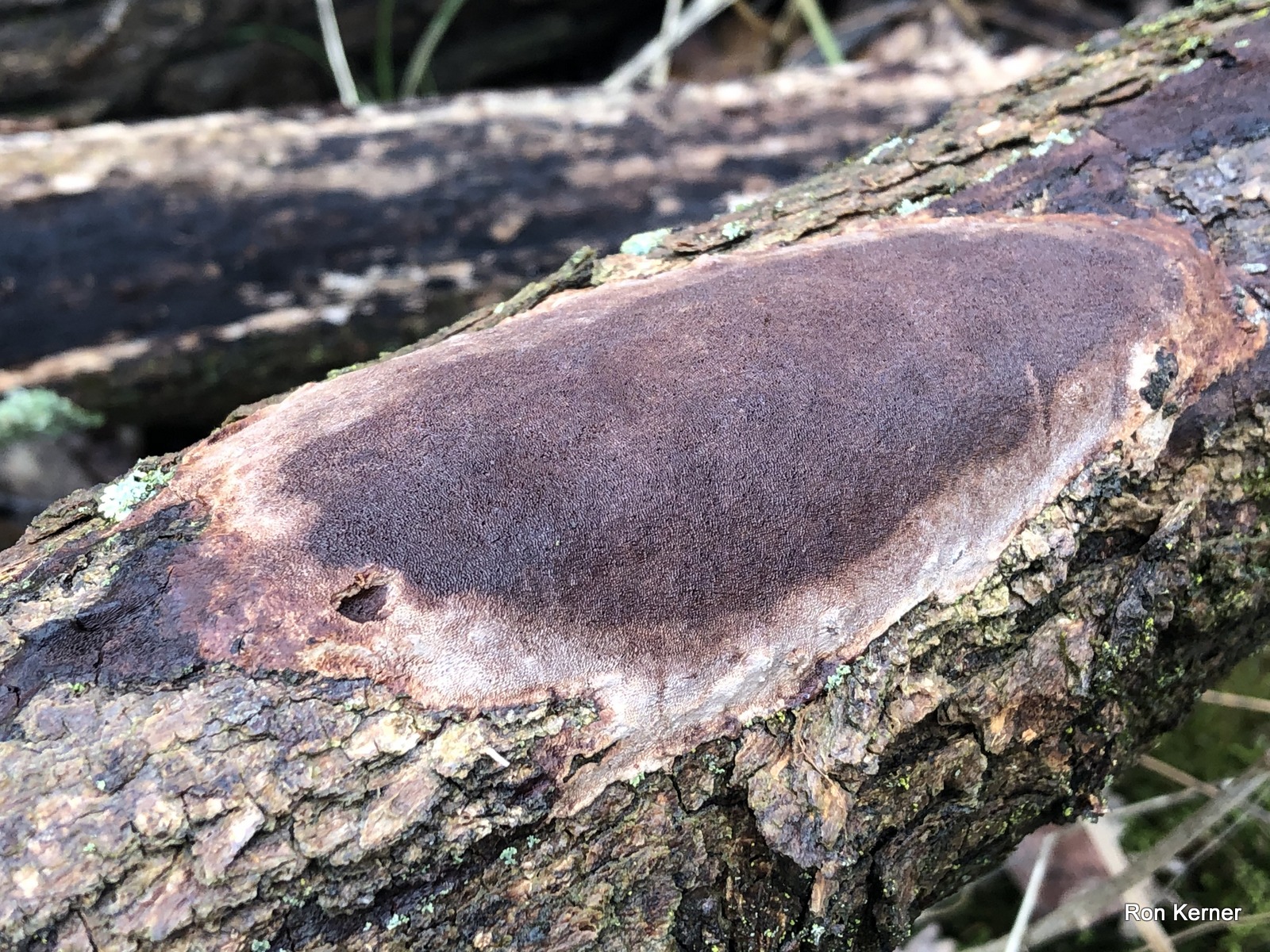 Fomitiporia punctata at Indiana Mushrooms