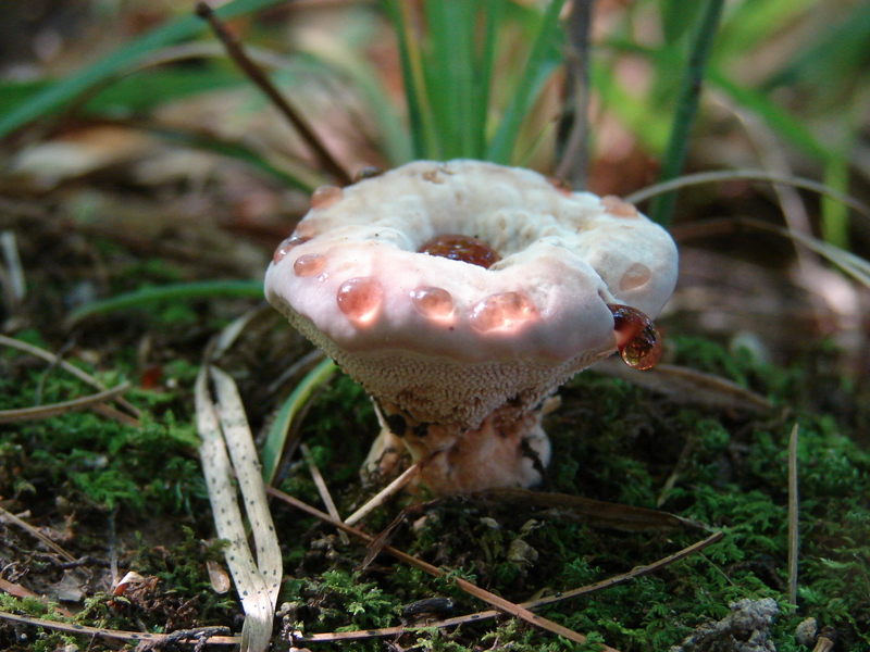 Hydnellum ferrugineum at Indiana Mushrooms