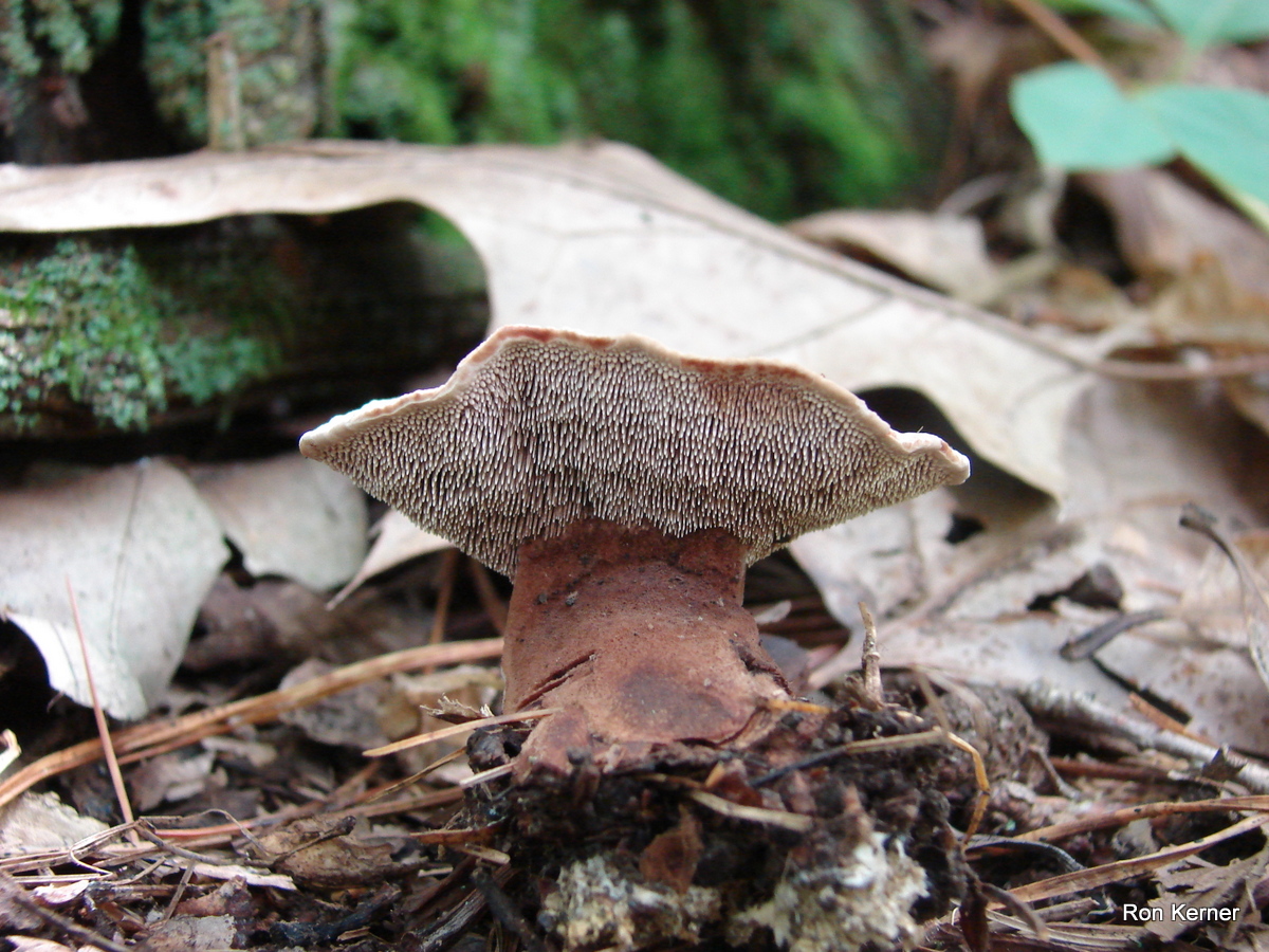 Hydnellum spongiosipes at Indiana Mushrooms