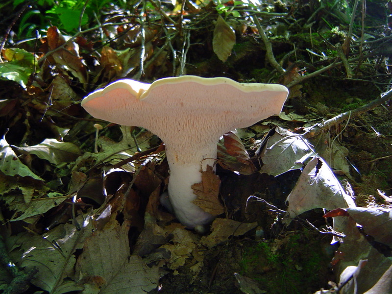 Hydnum repandum at Indiana Mushrooms