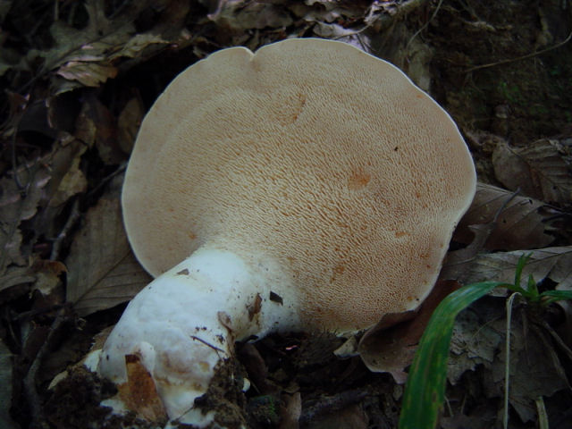 Hydnum repandum at Indiana Mushrooms