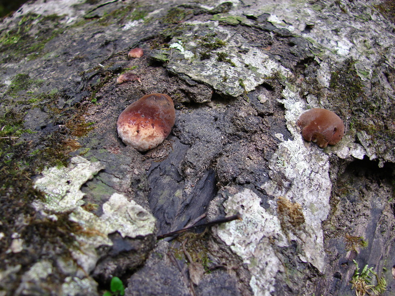 Ischnoderma resinosum at Indiana Mushrooms