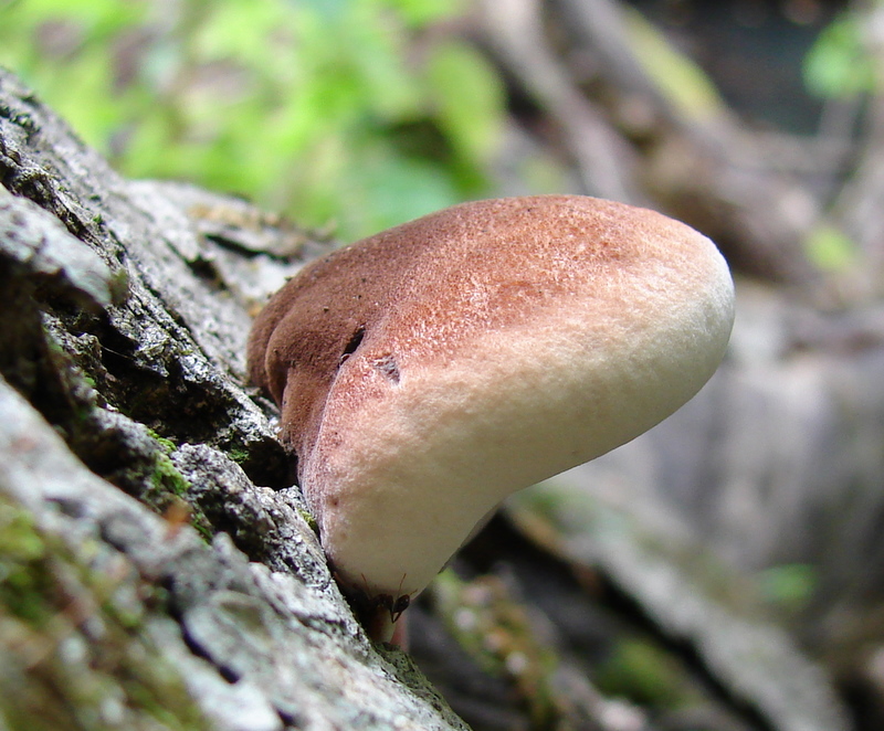 Ischnoderma resinosum at Indiana Mushrooms