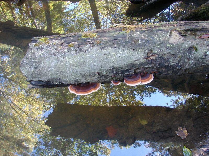 Ischnoderma resinosum at Indiana Mushrooms