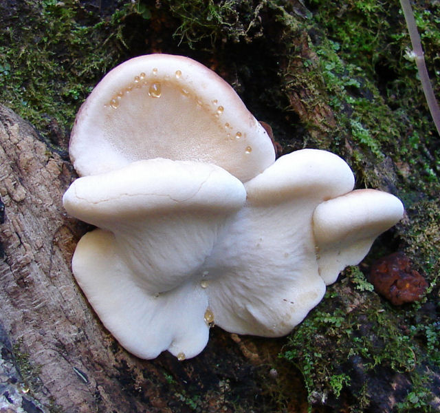 Ischnoderma resinosum at Indiana Mushrooms