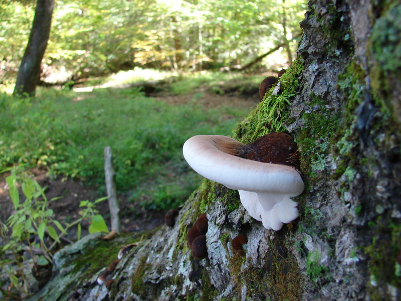 Ischnoderma resinosum at Indiana Mushrooms