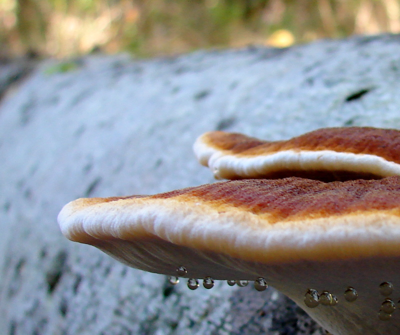 Ischnoderma resinosum at Indiana Mushrooms