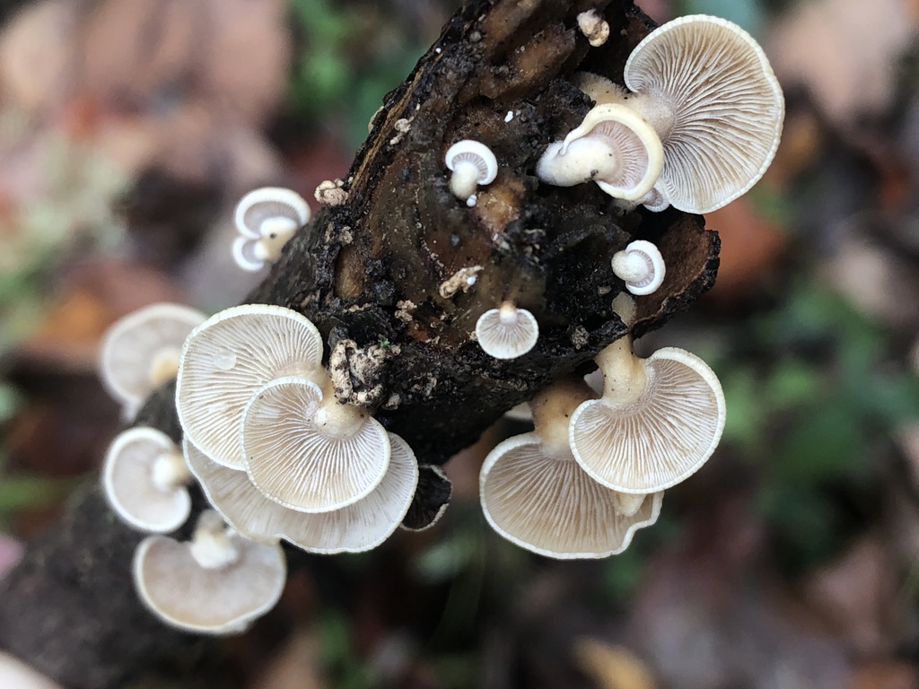 Panellus stipticus at Indiana Mushrooms