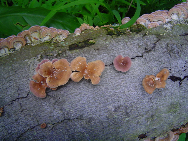 Panus rudis at Indiana Mushrooms