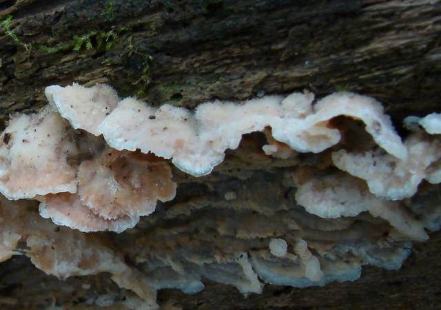 Phlebia tremellosa at Indiana Mushrooms