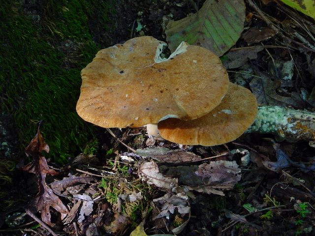 Polyporus radicatus at Indiana Mushrooms