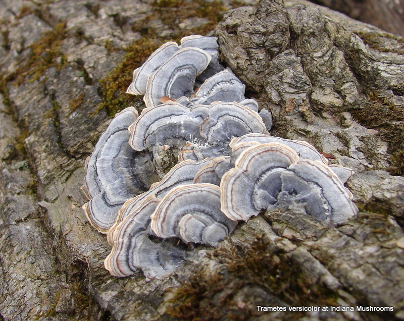 Trametes versicolor at Indiana Mushrooms