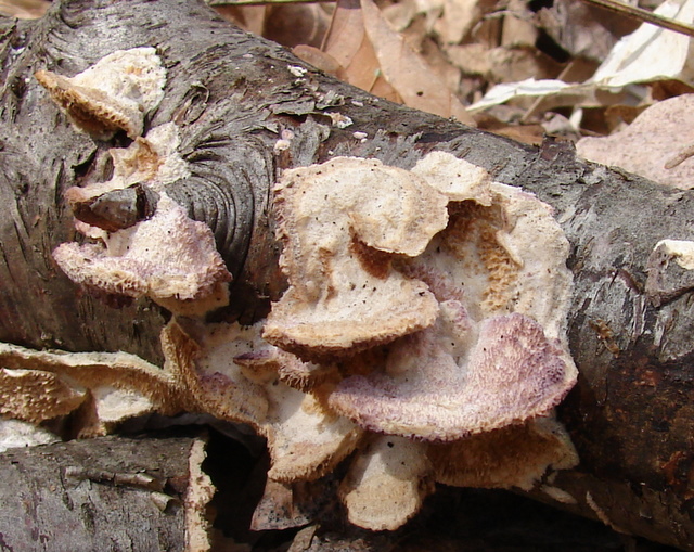 Trichaptum biforme at Indiana Mushrooms